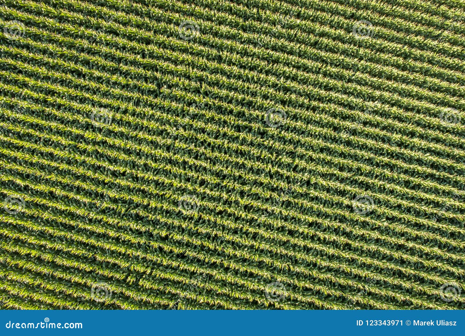 Corn field aerial view stock image. Image of aerial - 123343971