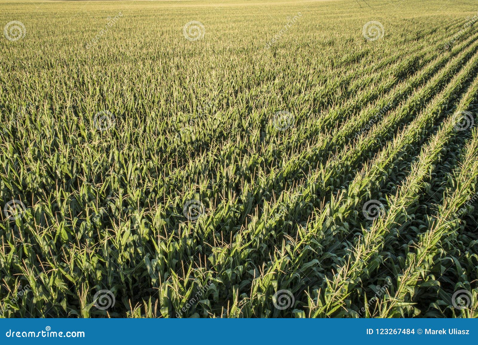 Corn field aerial view stock photo. Image of farming - 123267484
