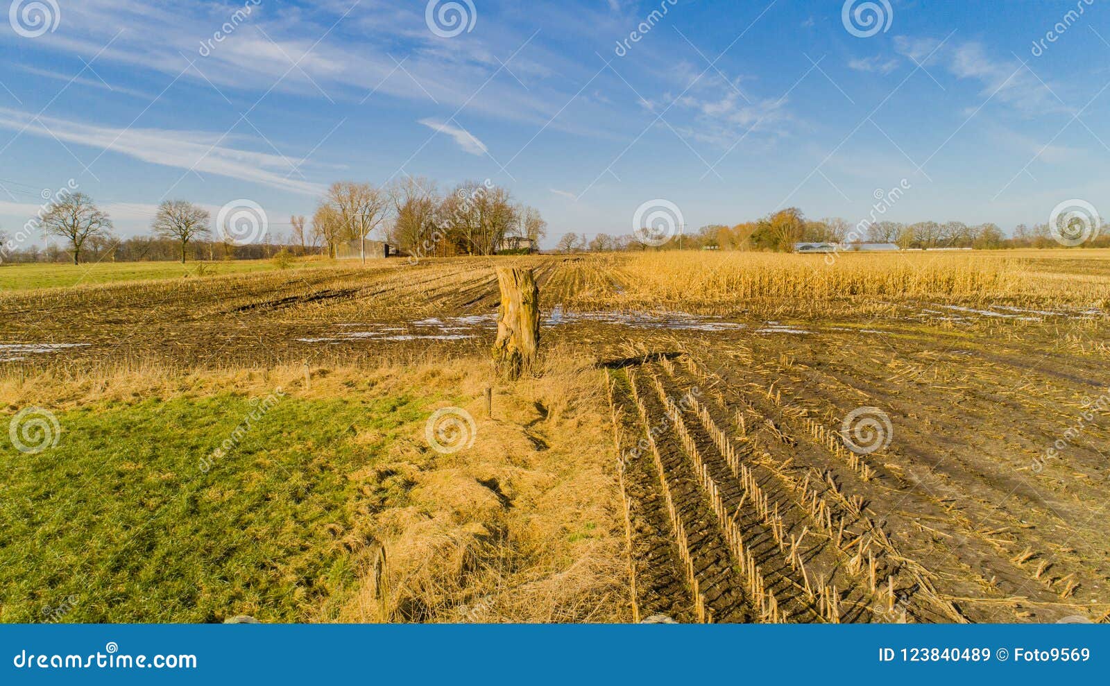 Corn Field is Affected by the Drought Dryness in Winter Stock Image ...