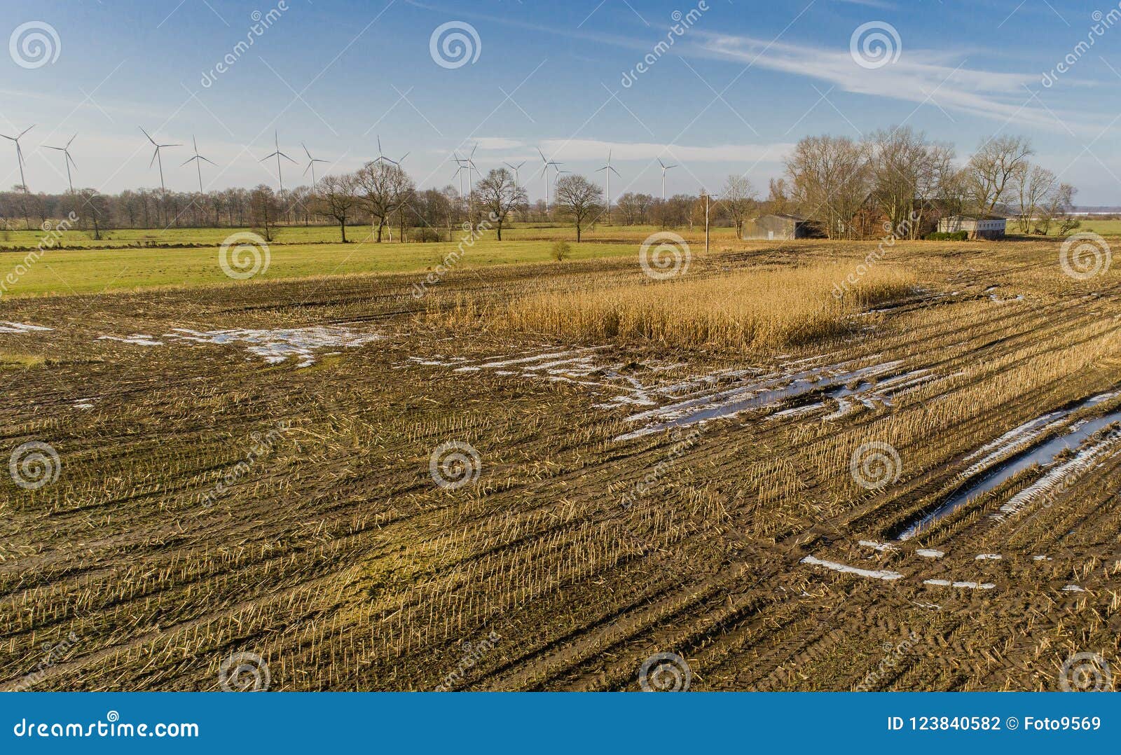 Corn Field is Affected by the Drought Dryness in Winter Stock Photo ...