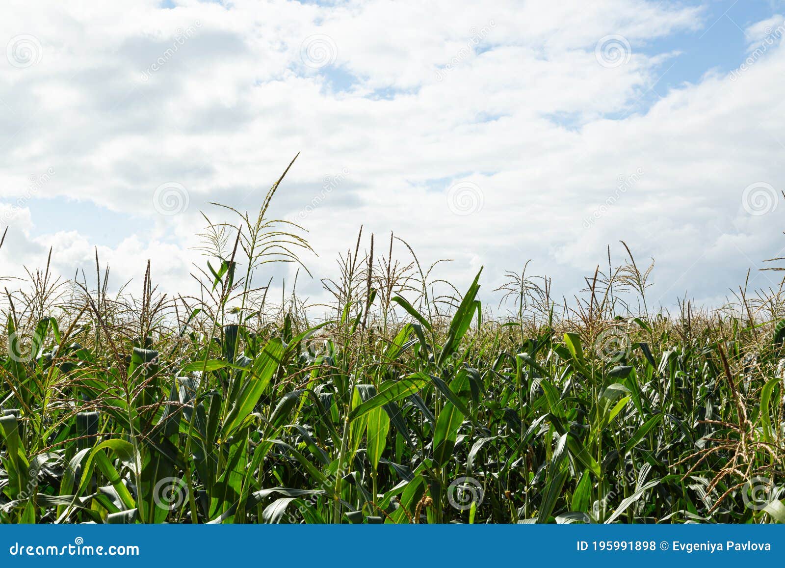 Corn Field in the Afternoon. Stock Photo - Image of landscaped, cloudy ...