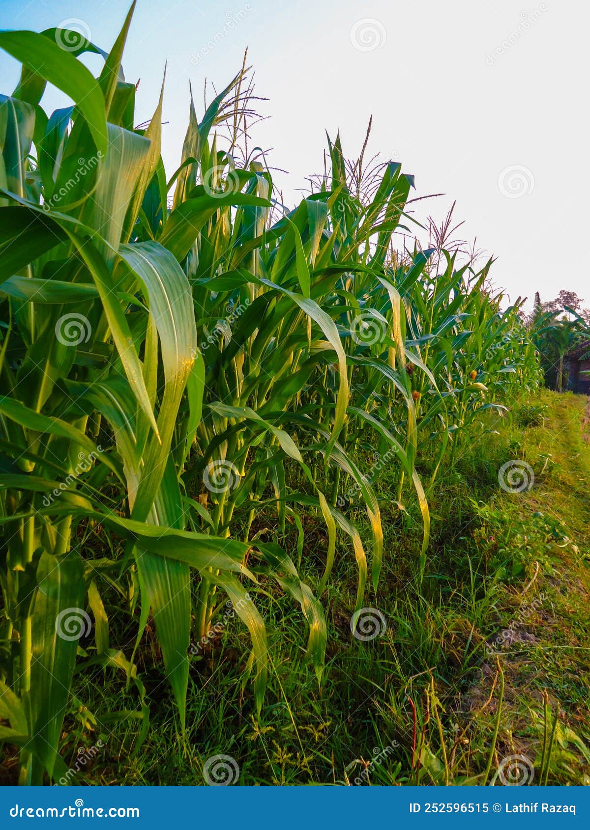 Corn Field in the Afternoon Stock Image - Image of crop, countryside ...