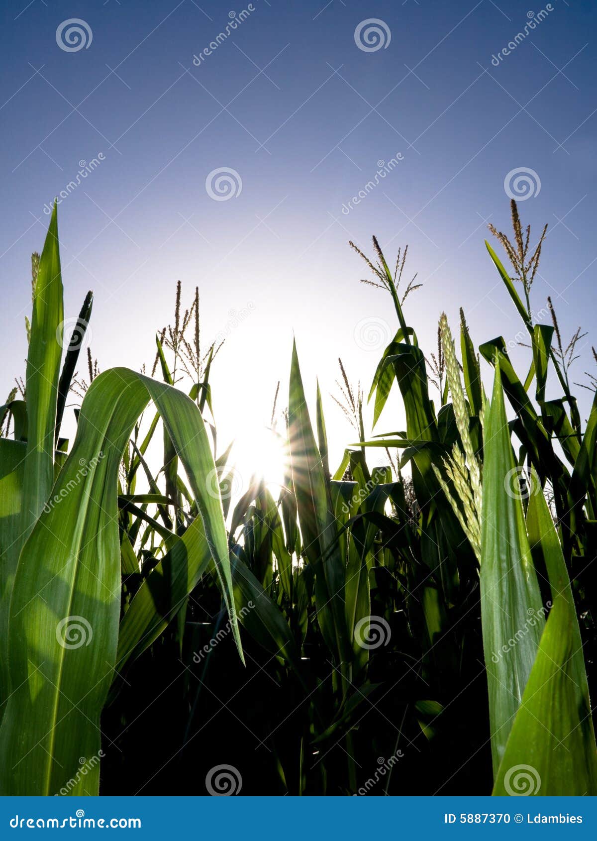 Corn field against the sun stock photo. Image of cereal - 5887370