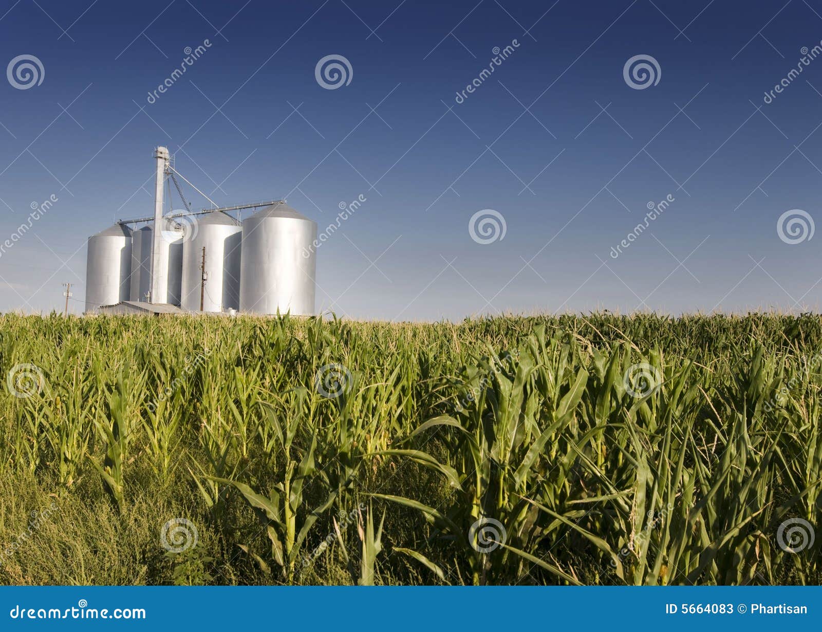 Corn Field with Agricultural Silos Stock Image - Image of canola, crop ...