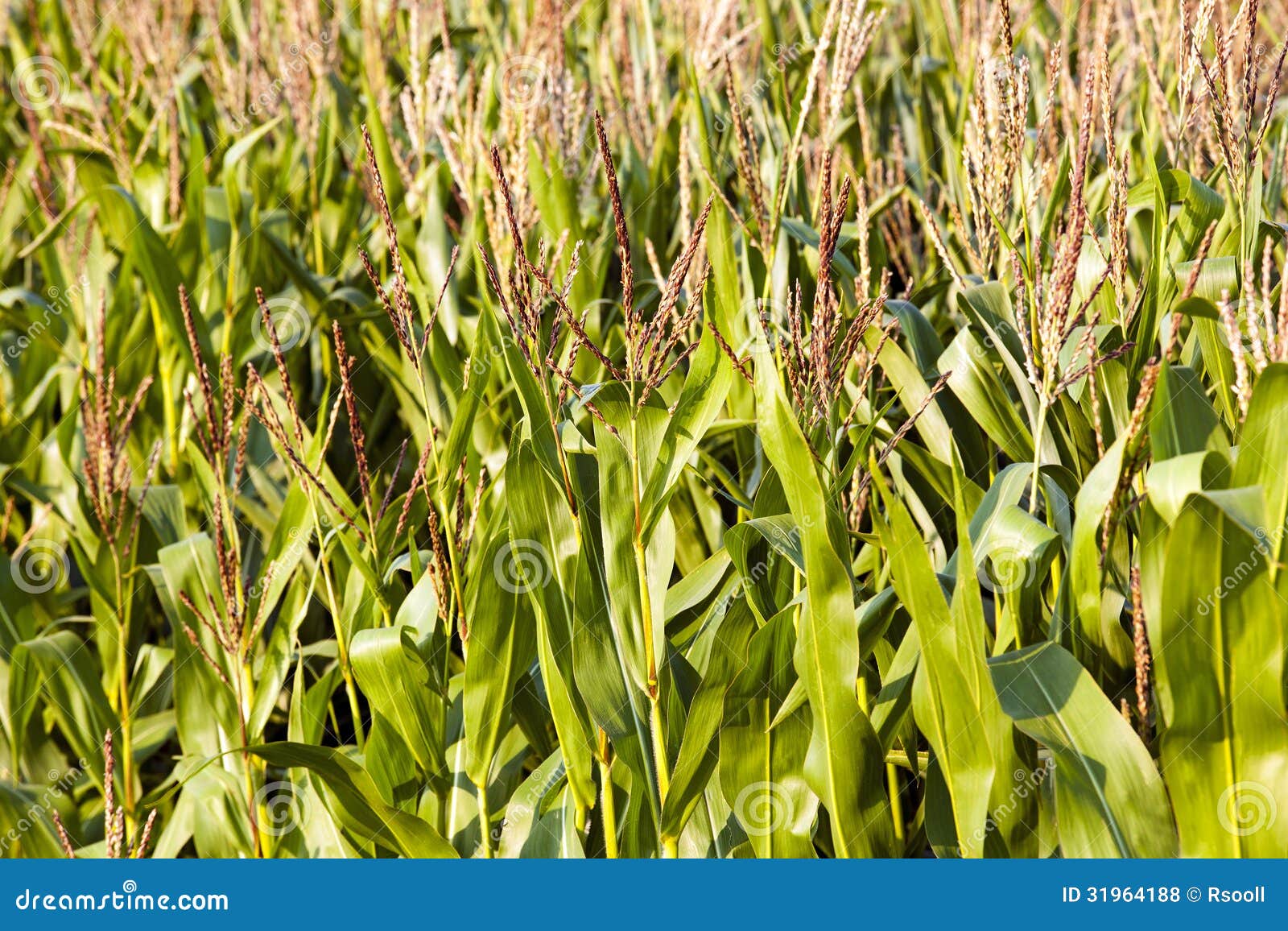 Corn field stock photo. Image of horizontal, growth, leaf - 31964188