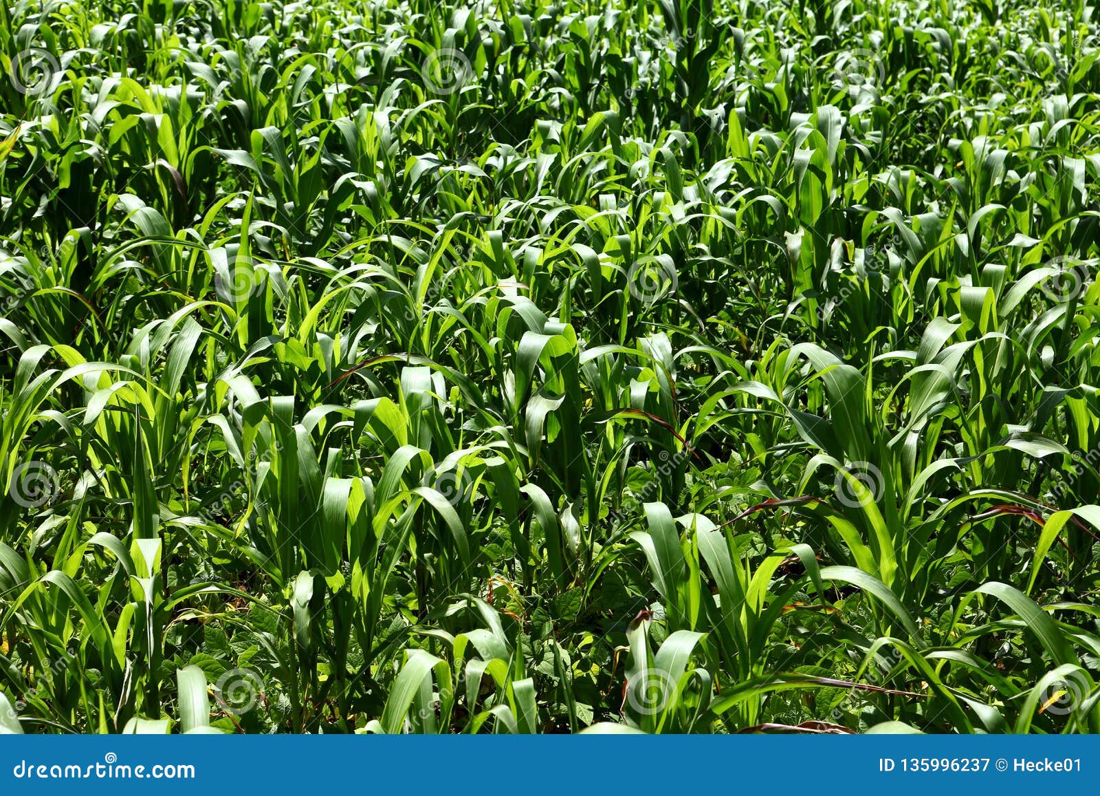 Corn field and agriculture stock image. Image of nature - 135996237