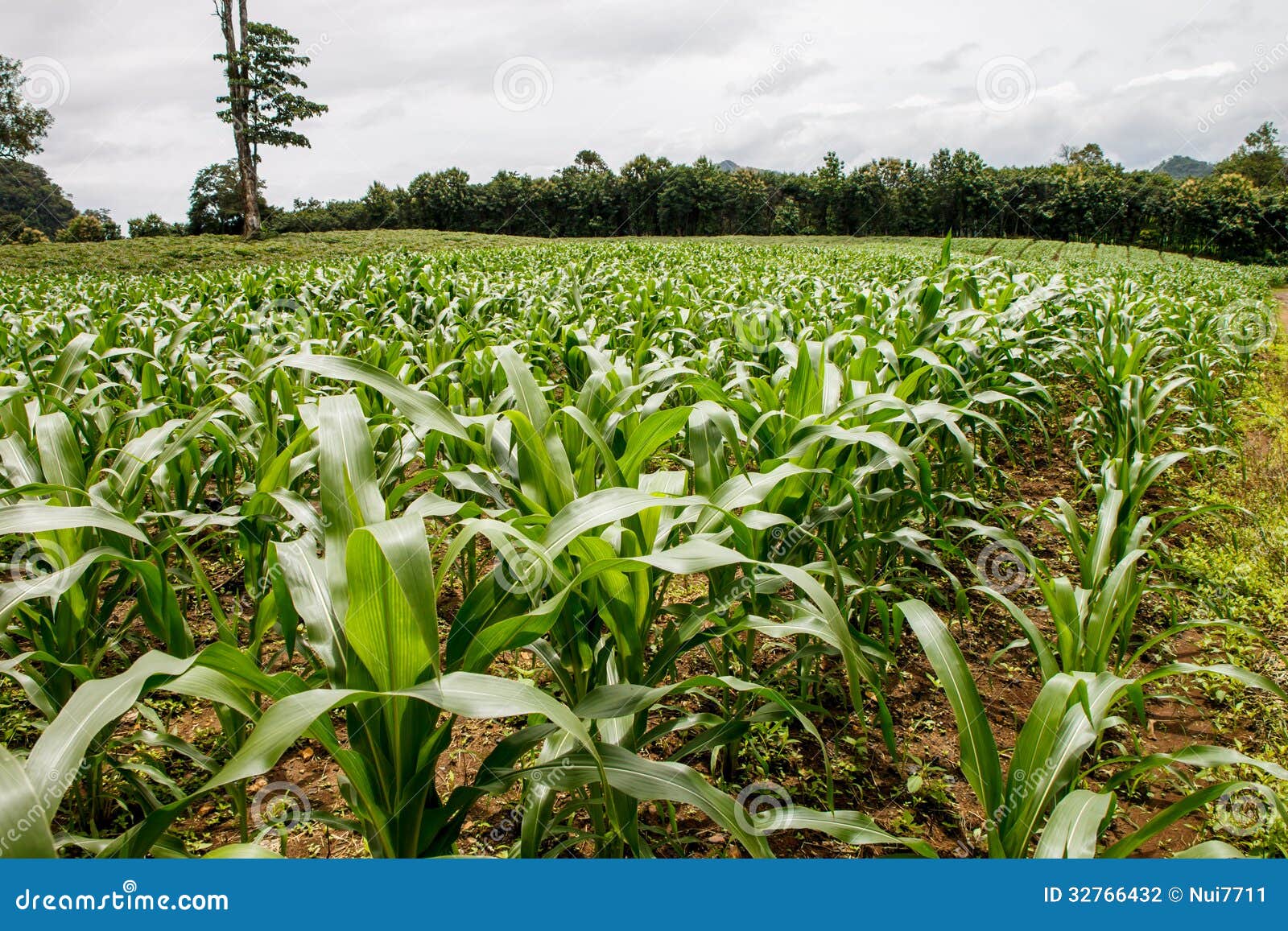 Corn Field Area in Thailand Stock Photo - Image of pattern, farm: 32766432