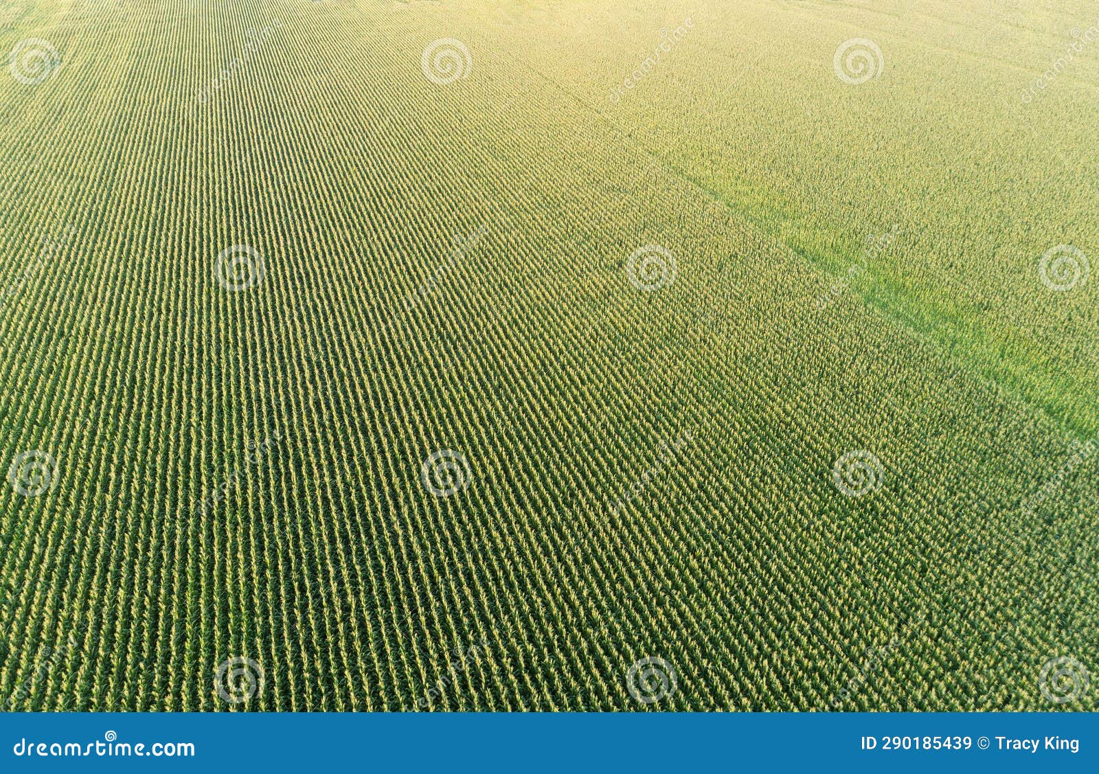 Corn Field As Seen from the Sky Stock Image - Image of nature, maize ...