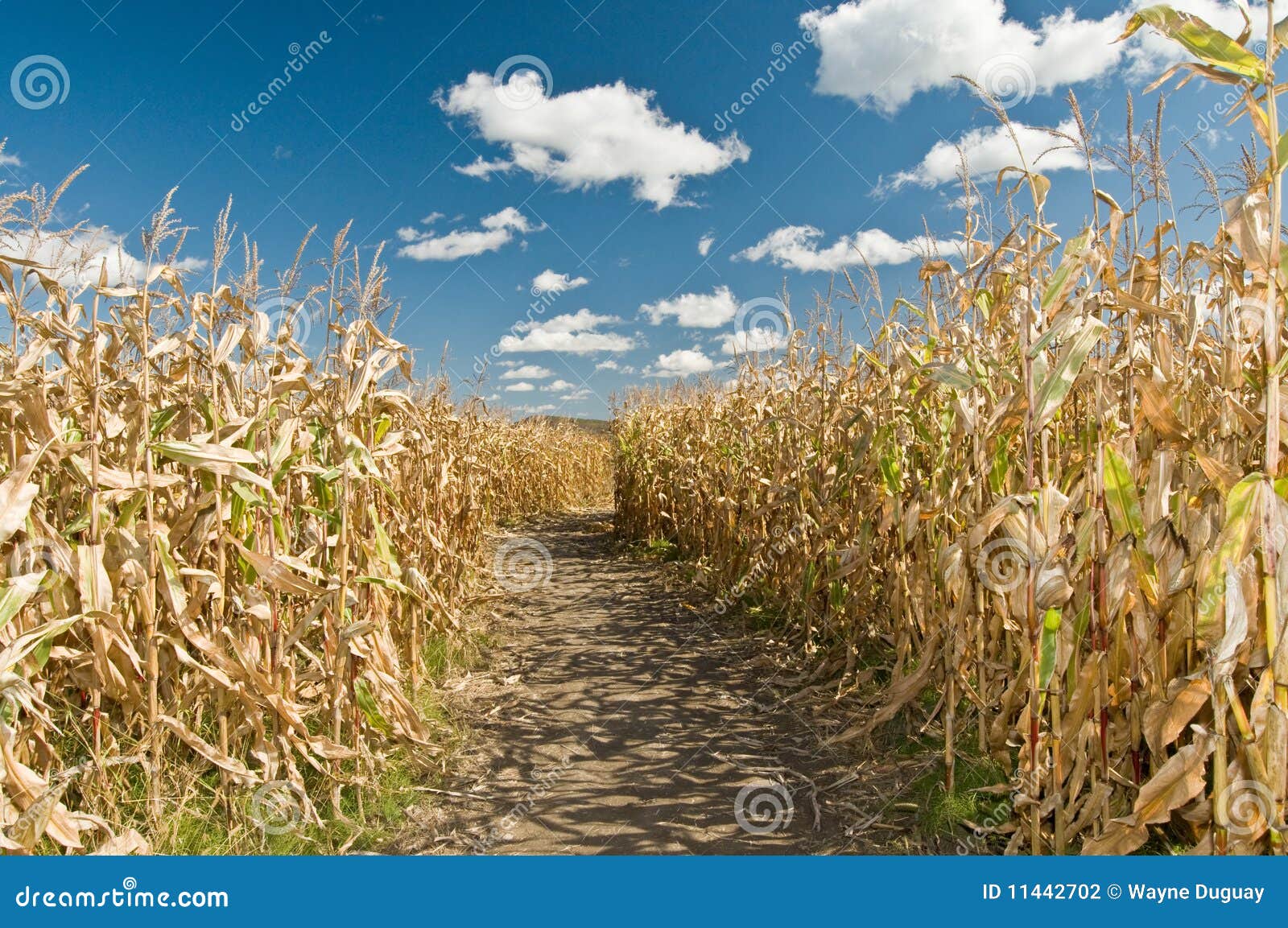 Corn field in autumn stock photo. Image of harvest, fall - 11442702