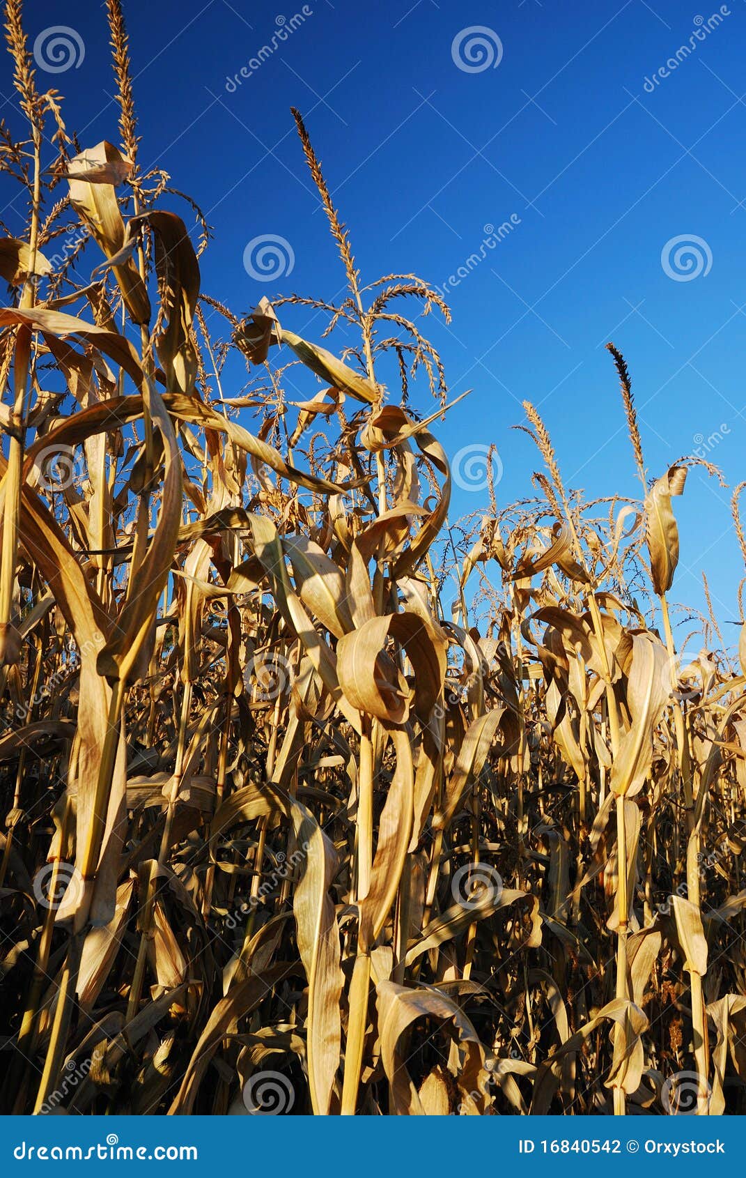 Corn Field in Autumn stock photo. Image of lifestyle - 16840542