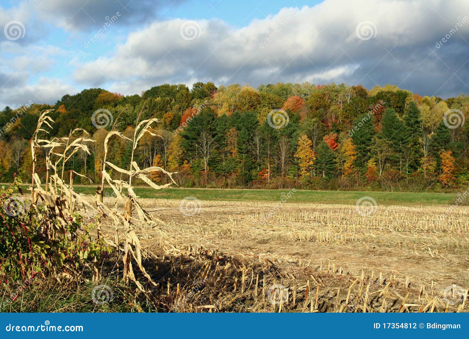 Corn Field In Autumn Stock Photography - Image: 17354812