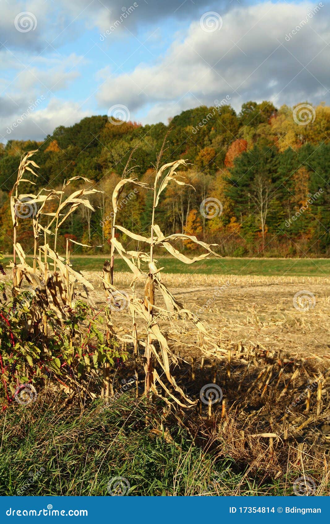 Corn Field in Autumn stock photo. Image of harvested - 17354814