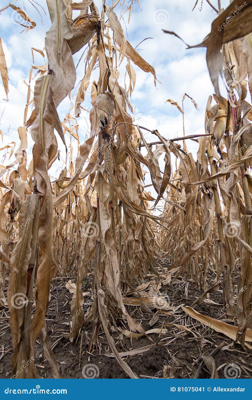 Corn Field Autumn. Agricultural Field with Corn Autumn Stock Image ...