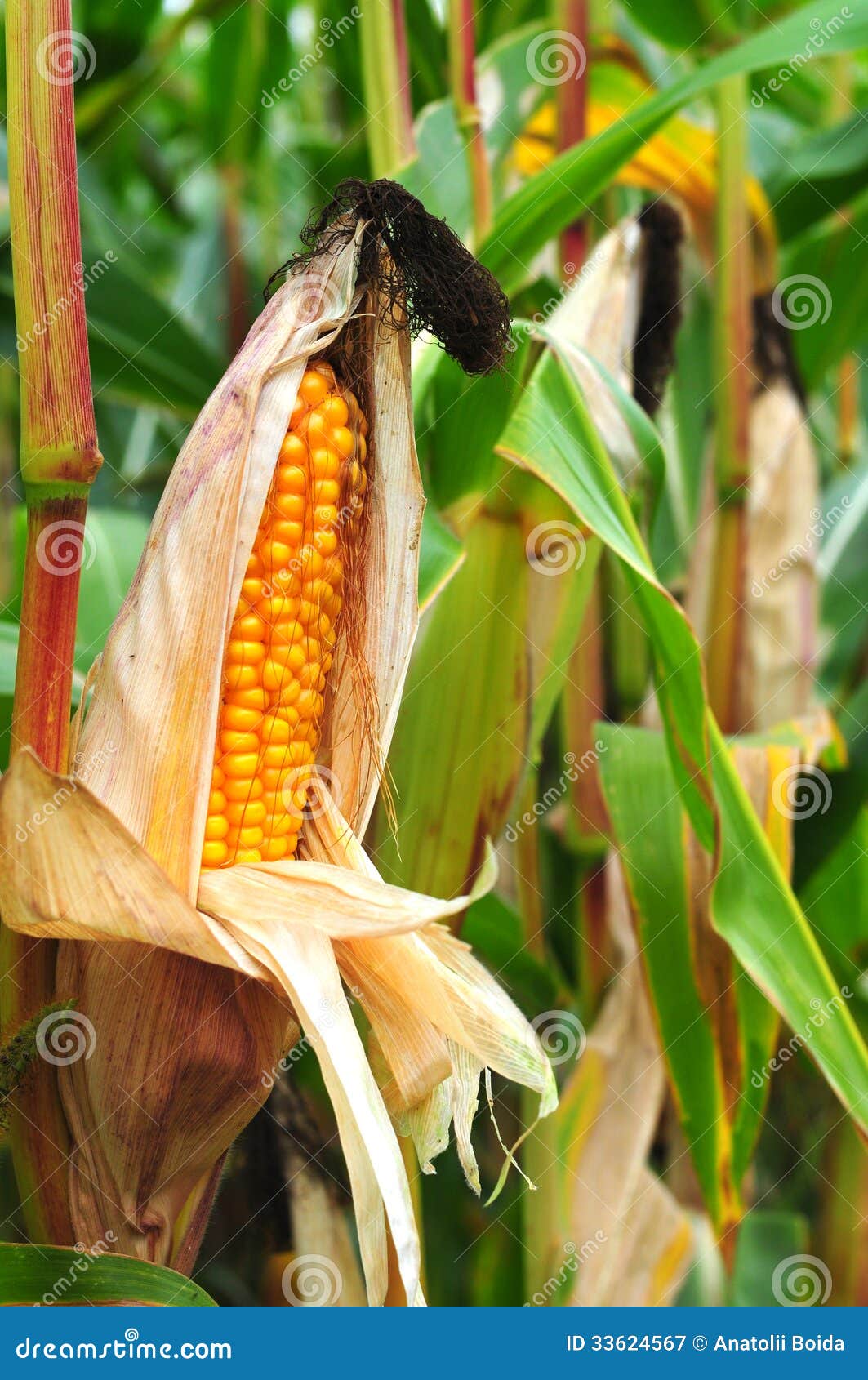Corn field in autumn stock image. Image of nature, maize - 33624567