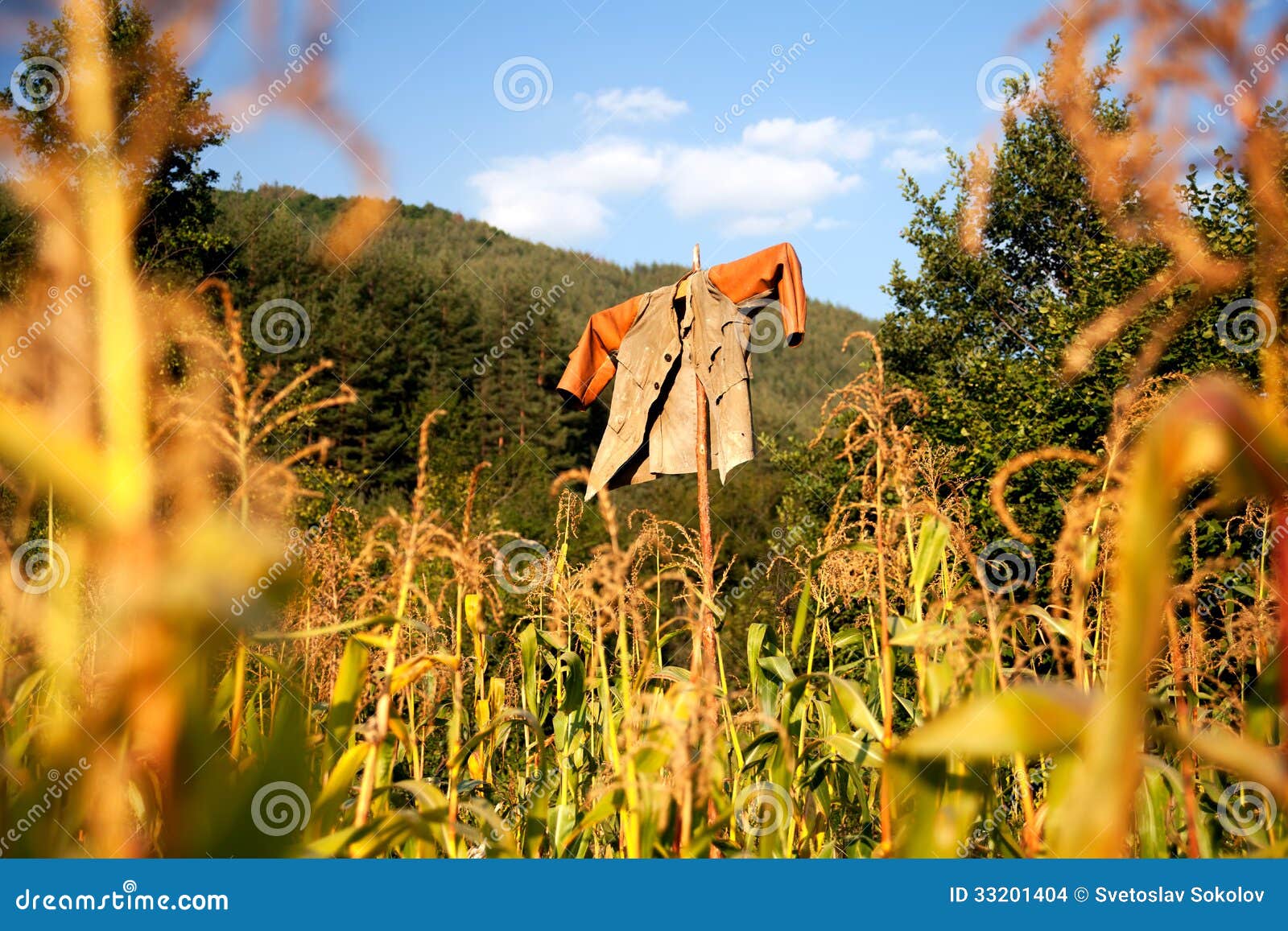 Corn field stock photo. Image of meadow, spooky, farm - 33201404