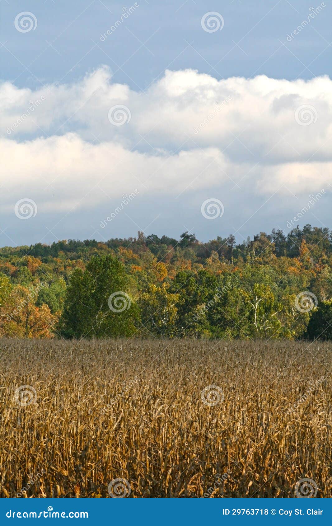 Corn field in autumn stock photo. Image of growing, vegetable - 29763718