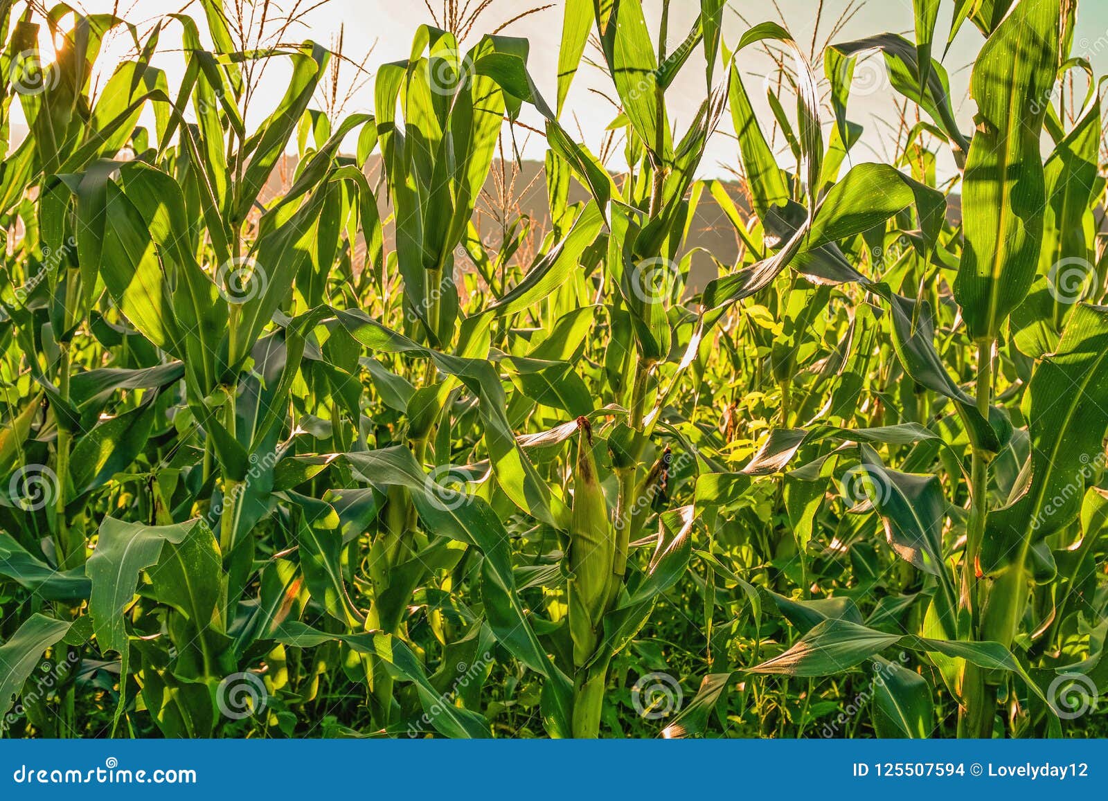 Corn field stock photo. Image of summer, green, white - 125507594