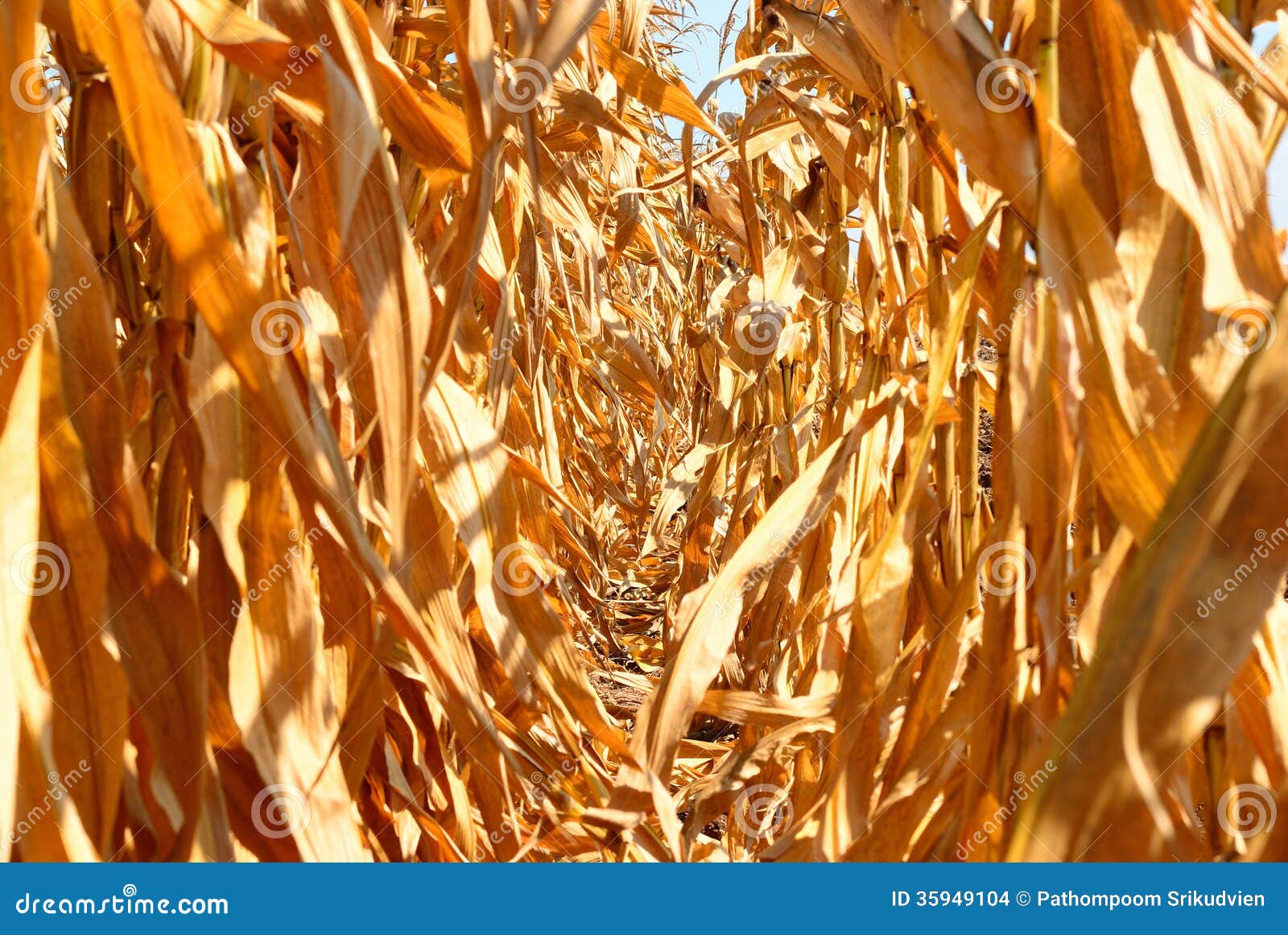 Corn field background stock photo. Image of exterior - 35949104
