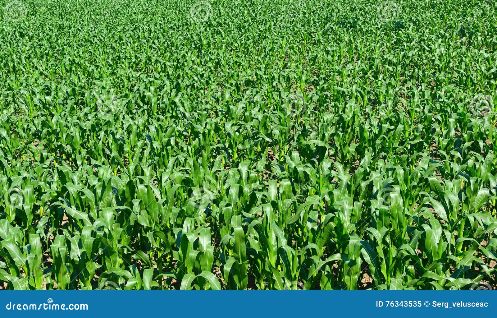 Corn field background. stock image. Image of grain, harvest - 76343535