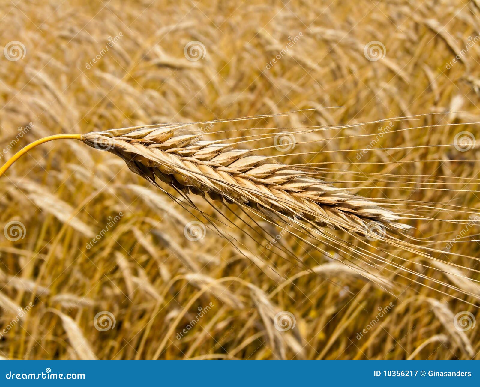 Corn Field with Barley Spike Stock Image - Image of ears, spike: 10356217