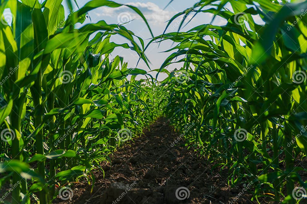Corn Field. a Beautiful Image of Corn Leaves Stock Image - Image of ...