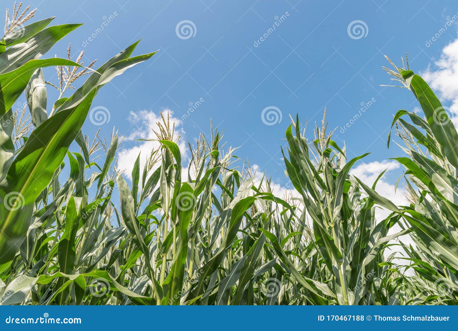 Corn Field on a Beautiful Summer Day with Clouds and Blue Sky, Germany ...