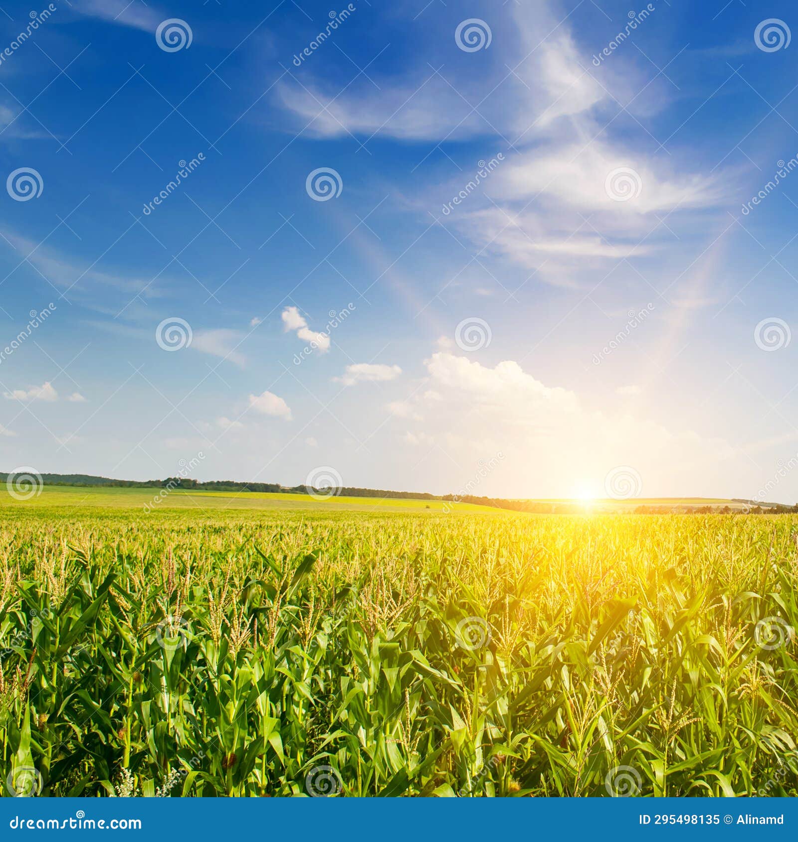 Corn Field and Beautiful Sun Stock Image - Image of beautiful, outdoor ...