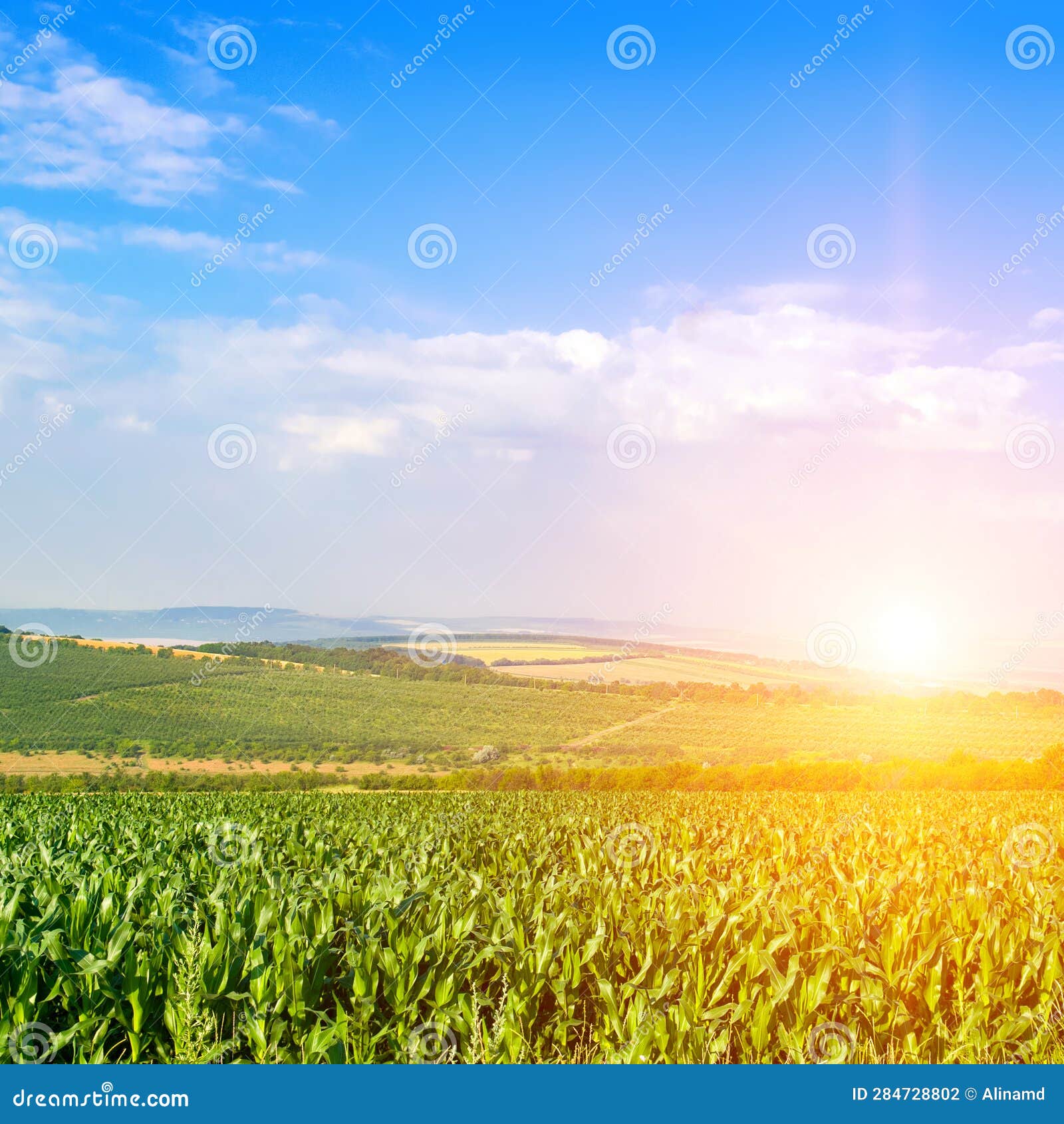 Corn Field and Beautiful Sun Stock Photo - Image of farming, beautiful ...