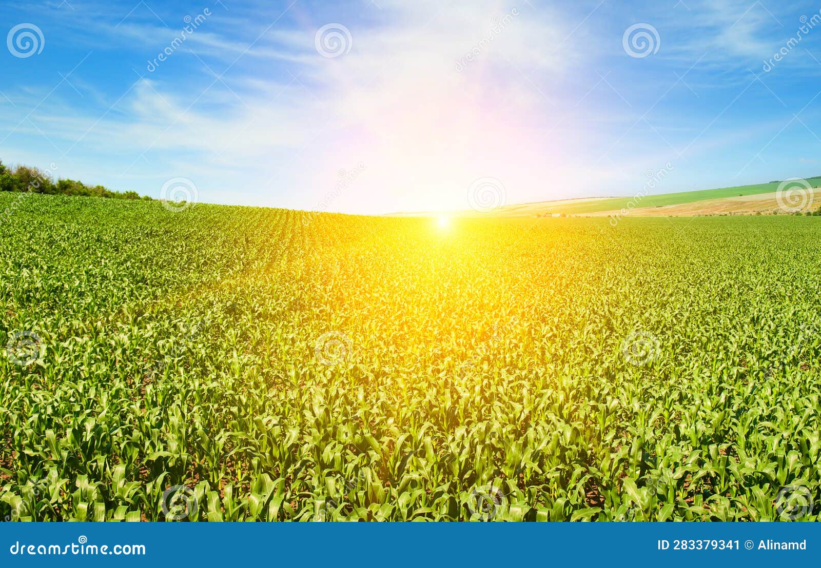 Cornfield and a Beautiful Sunset Stock Image - Image of cloud, farm ...