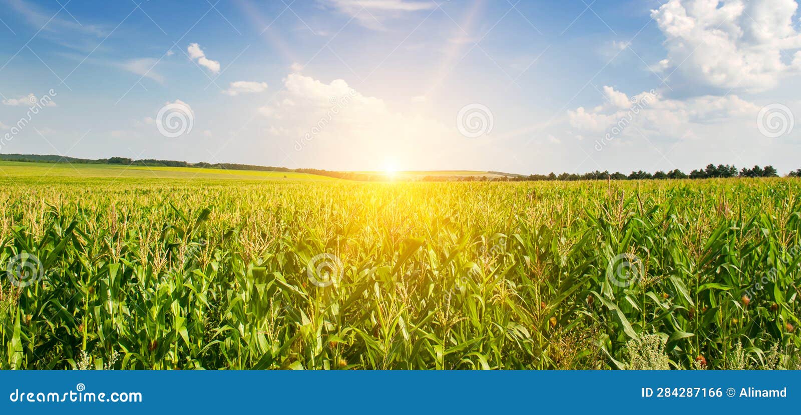 Corn Field and Beautiful Sunset. Wide Photo Stock Photo - Image of ...