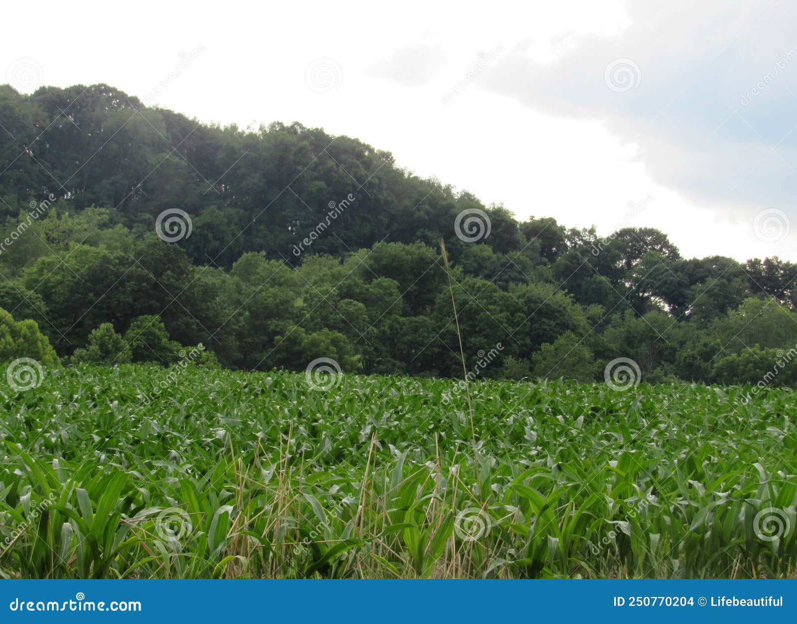 Corn field stock photo. Image of green, field, meadow - 250770204