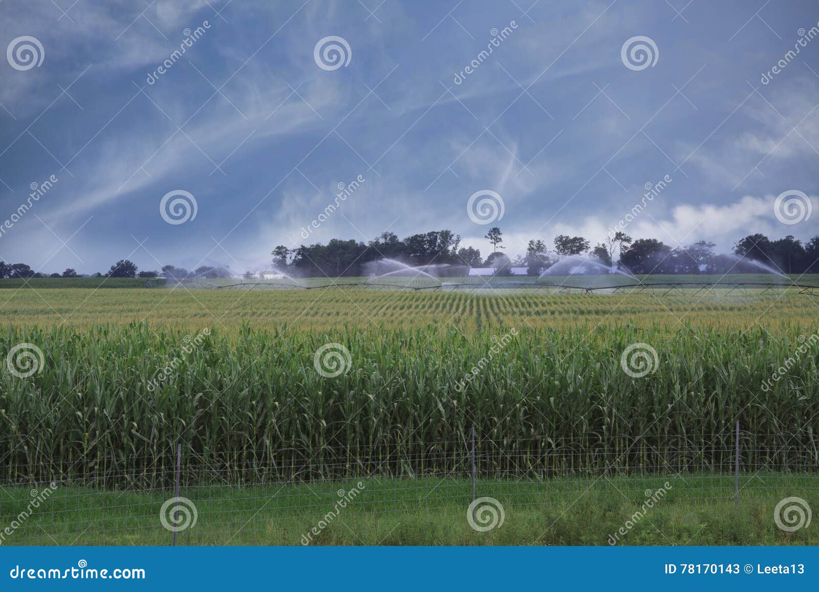 Corn Field Being Watered stock image. Image of plants - 78170143