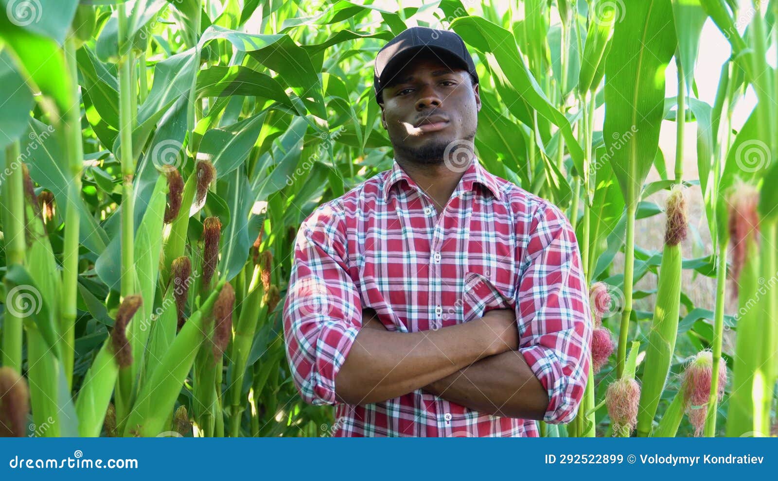 In the Corn Field, Black Man Farmer Stands in a Field of Corn Plants ...