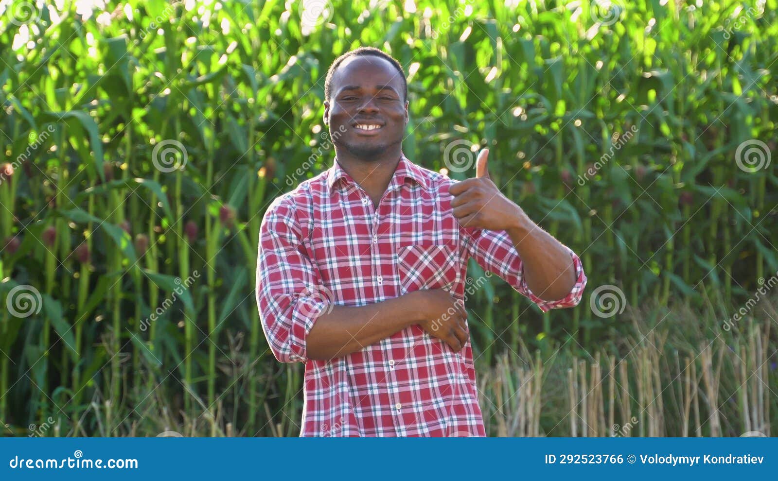 In the Corn Field, Black Man Farmer Stands in a Field of Corn Plants ...