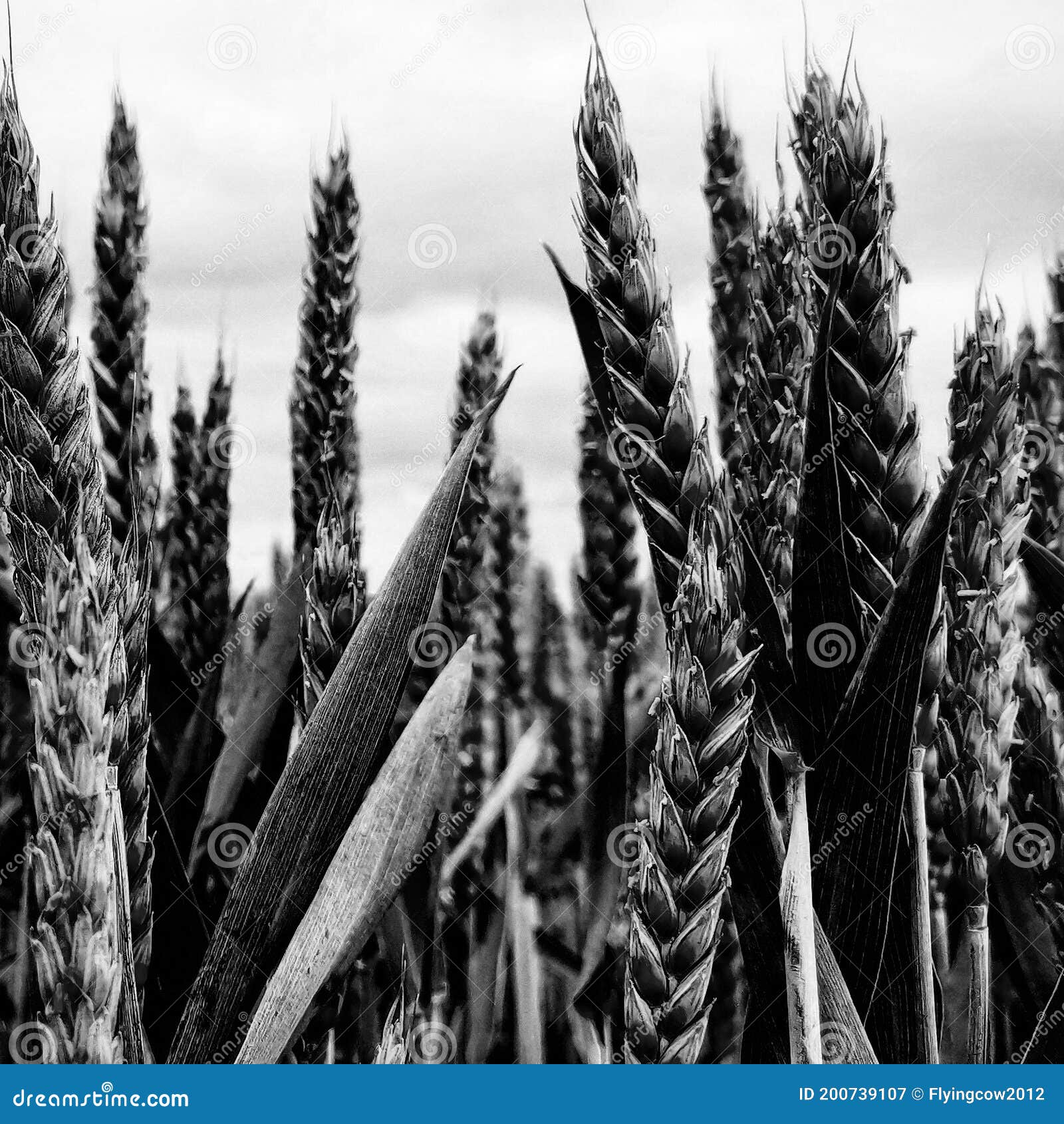 Corn Field in Black and White Stock Image - Image of field, twig: 200739107