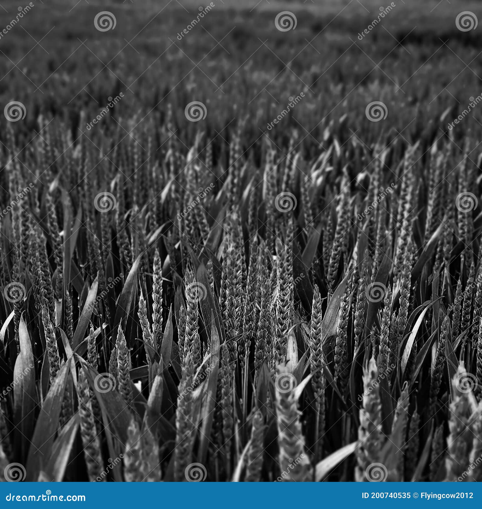 A Corn Field in Black and White Stock Image - Image of prairie, soil ...