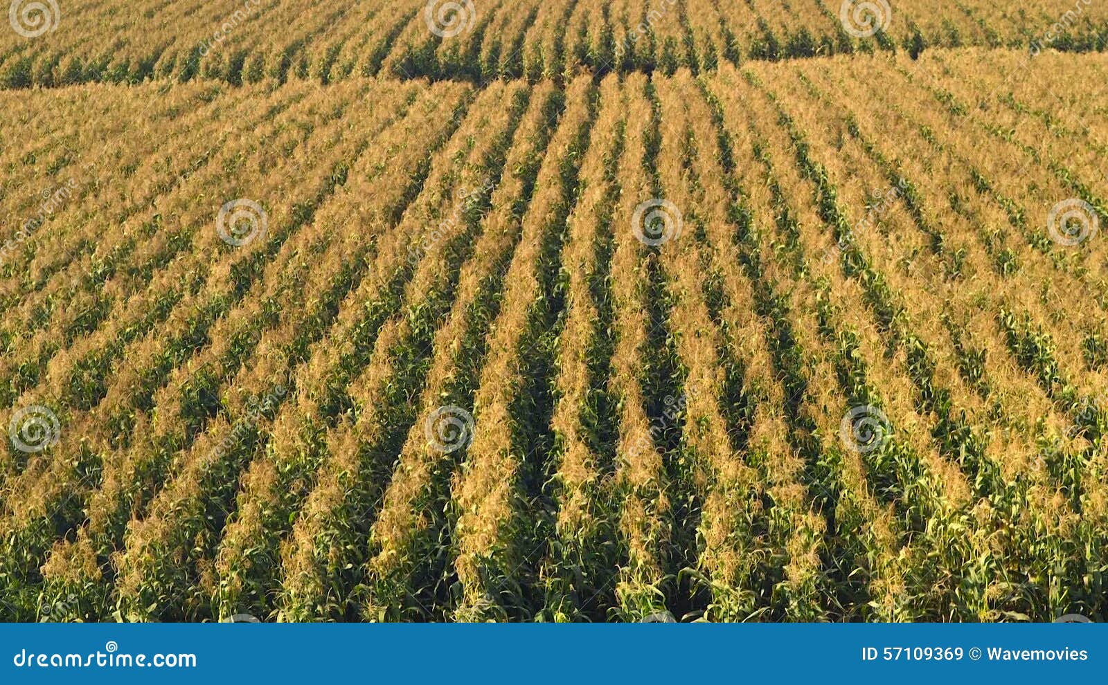 Corn Field Blowing in the Wind - Static Long Shot Stock Video - Video ...