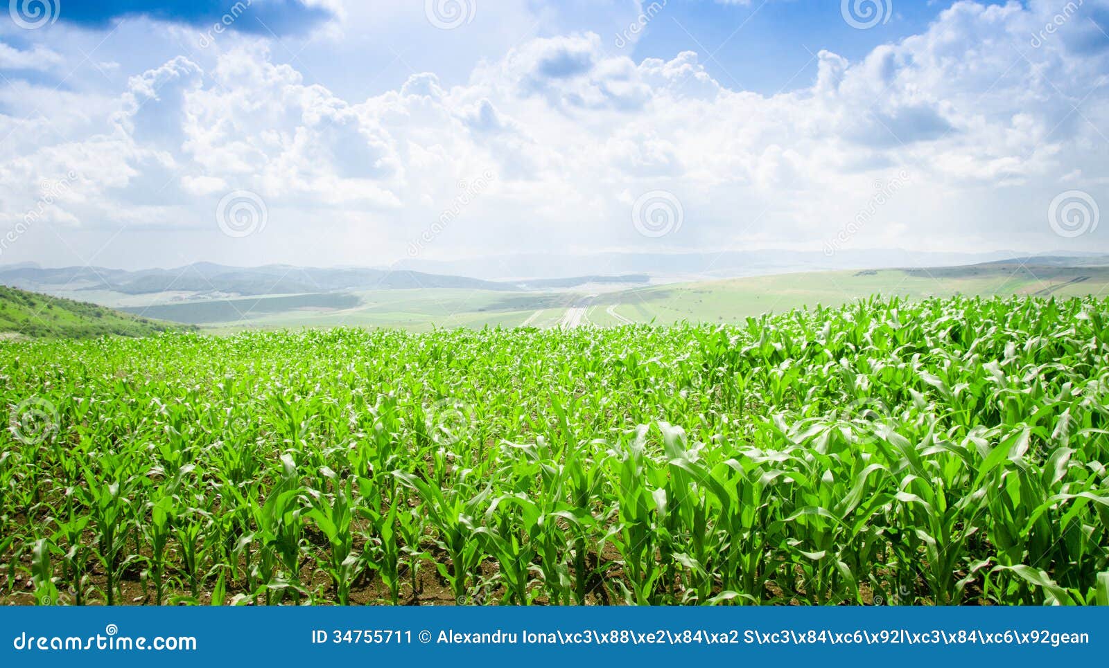 Corn field stock image. Image of natural, blue, green - 34755711