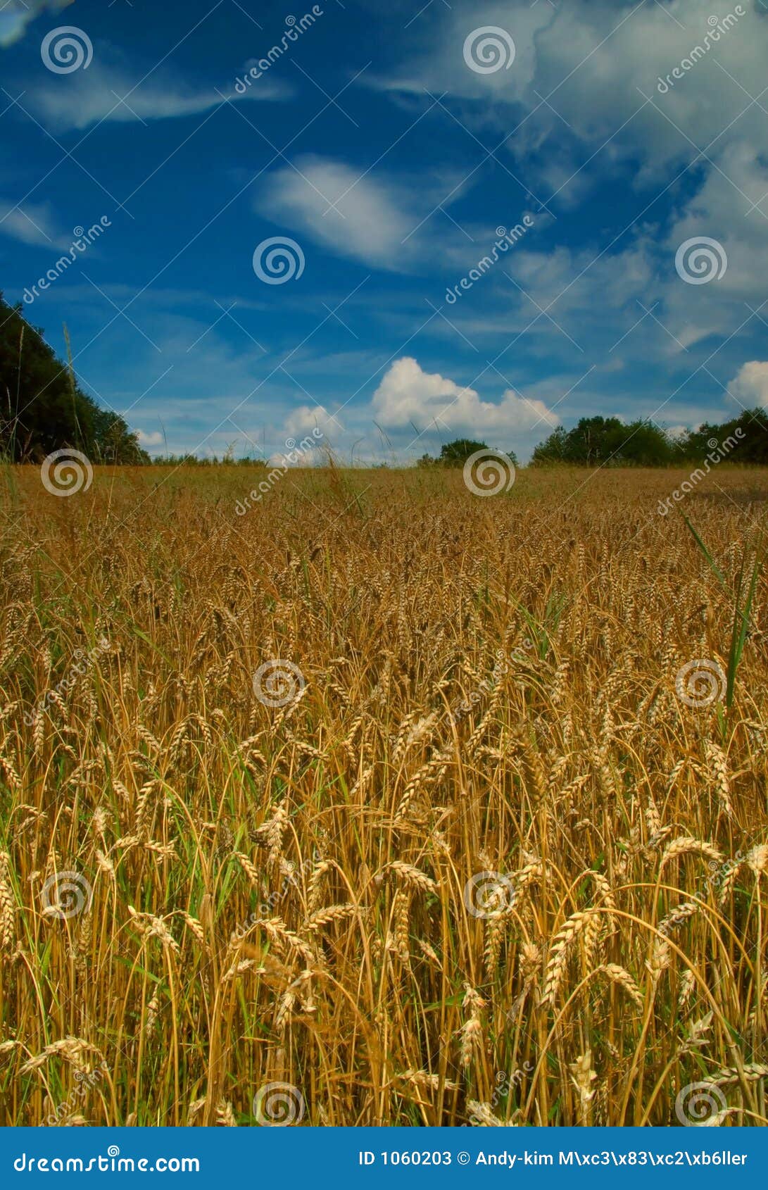 Corn field and blue sky stock image. Image of cloud, farm - 1060203