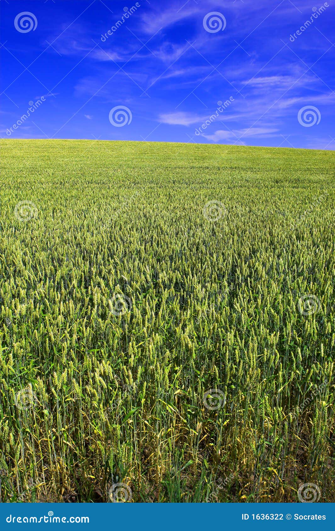 Corn field and blue sky stock photo. Image of june, golden - 1636322