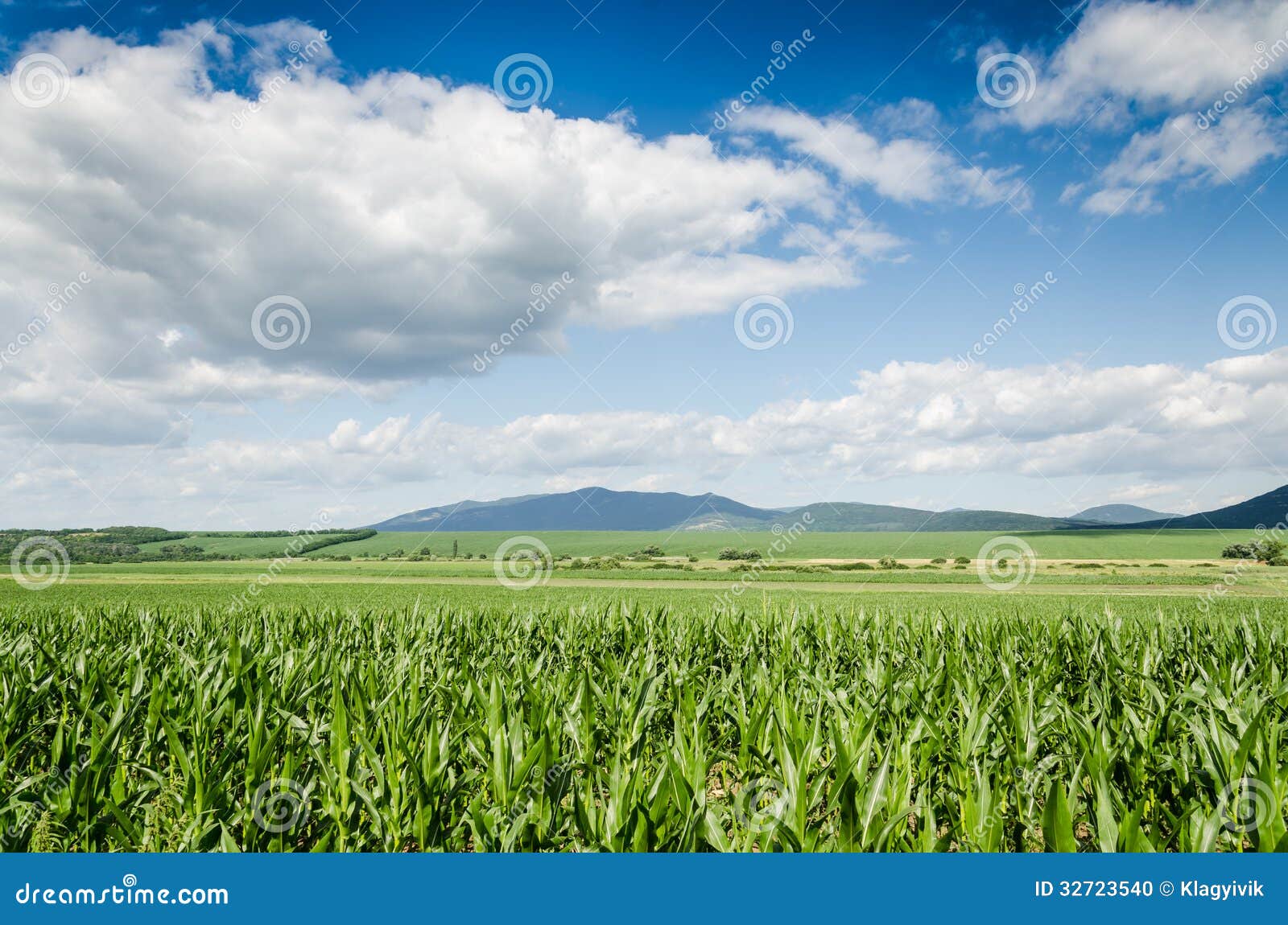 Corn field stock photo. Image of horizon, color, cloud - 32723540