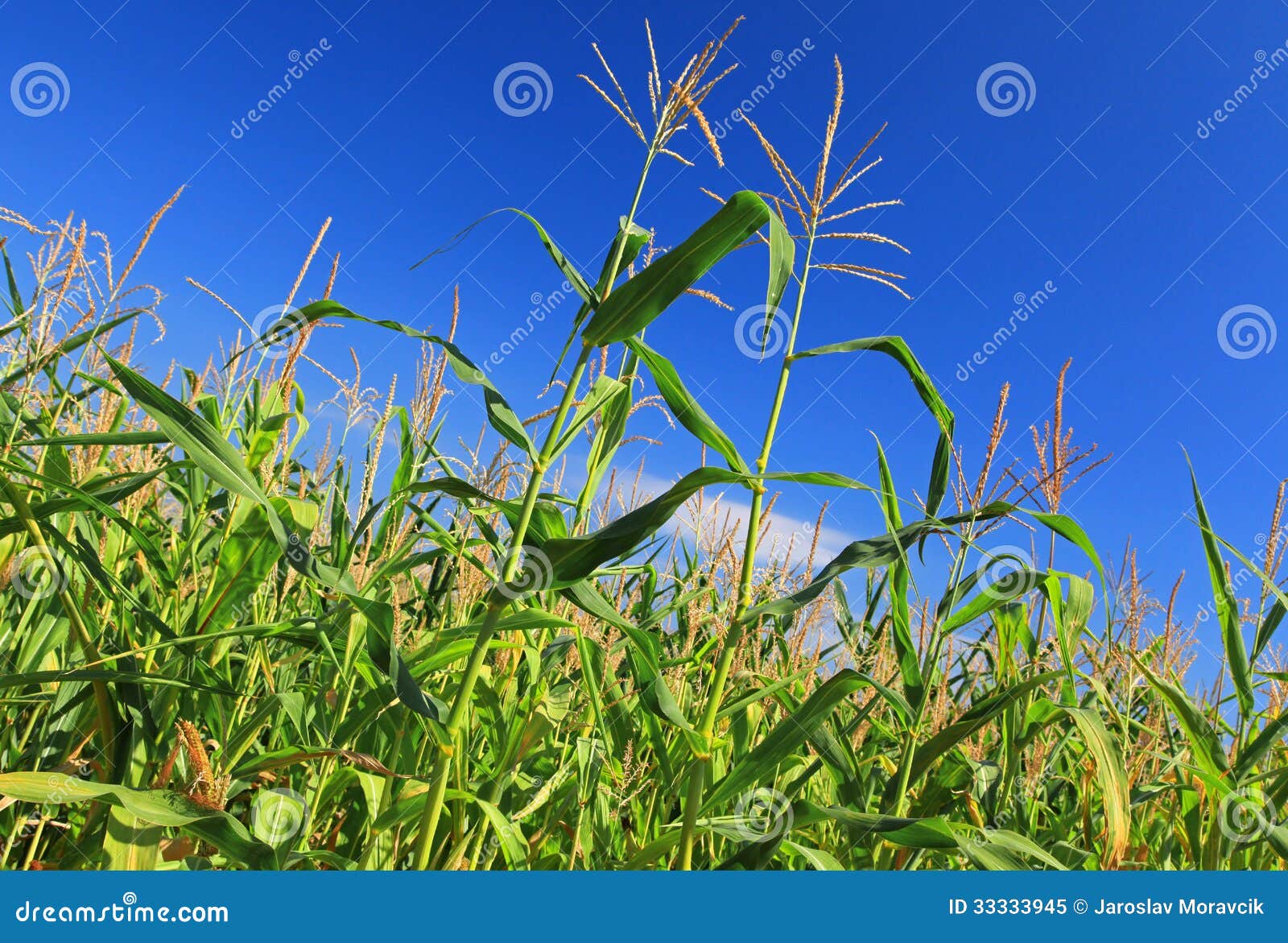 Corn field stock image. Image of mealie, field, blue - 33333945