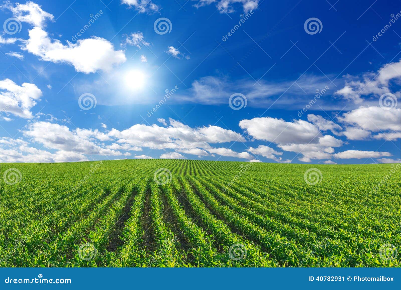 Corn field stock image. Image of landscape, farm, husbandry - 40782931