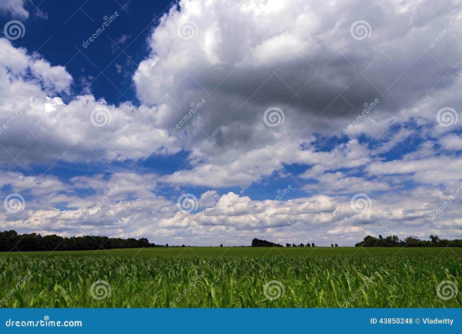 Corn field stock photo. Image of nature, cloudy, land - 43850248