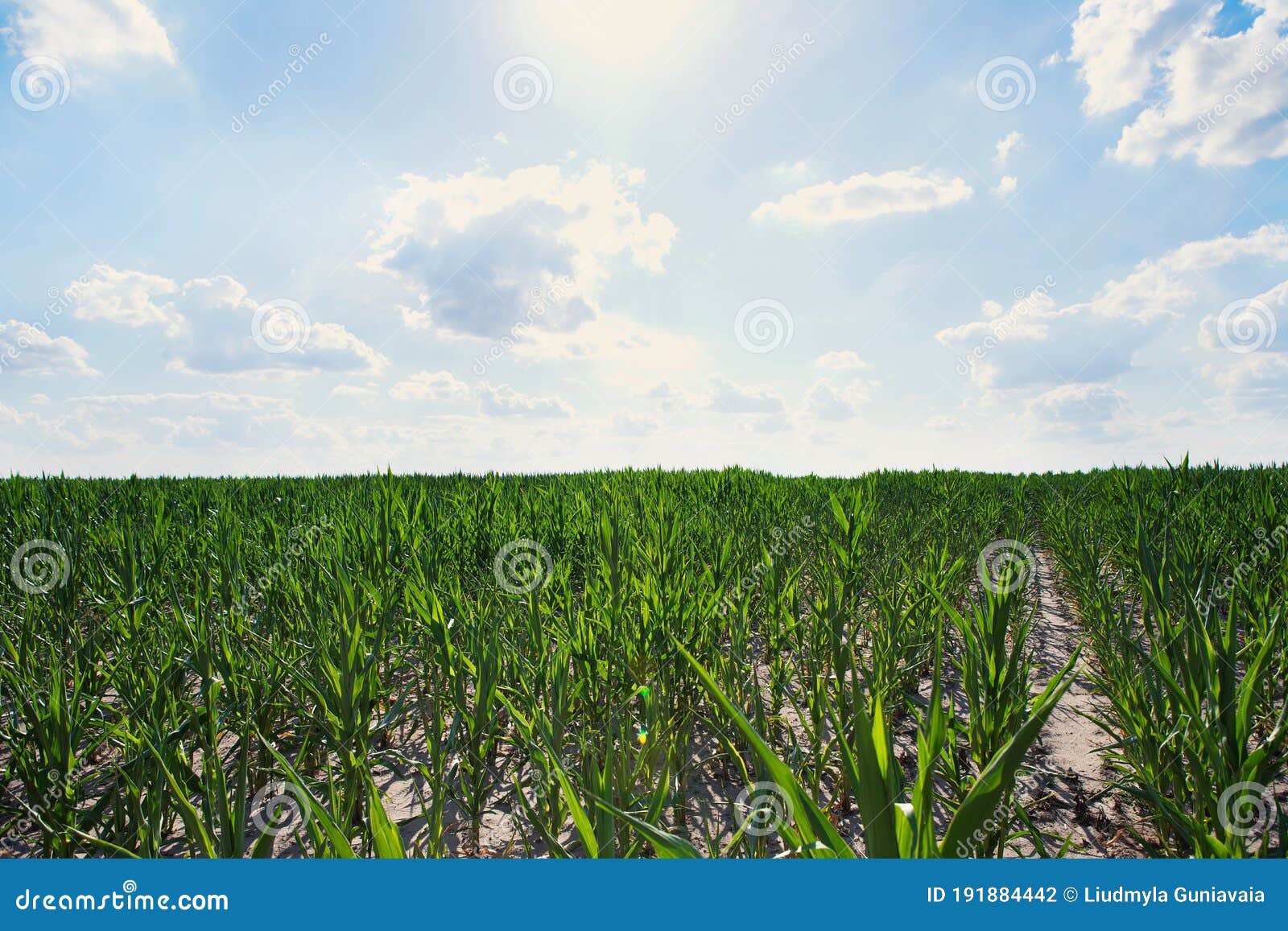 Corn Field with Blue Sky. Agricultural Landscape Stock Photo - Image of ...