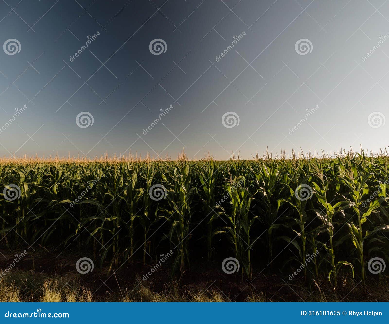 A Corn field with blue sky stock illustration. Illustration of farm ...