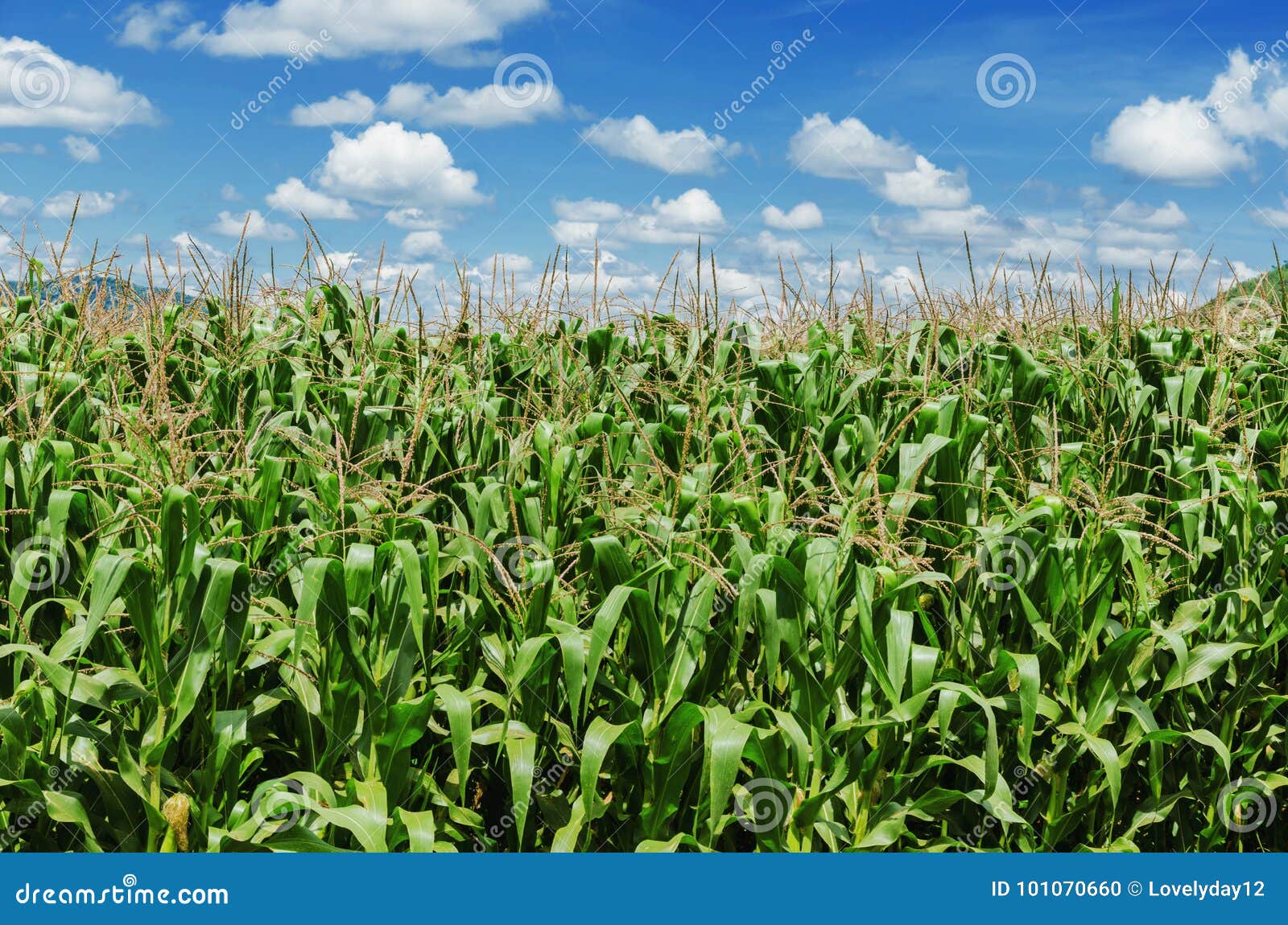 Corn field with blue sky stock photo. Image of grow - 101070660