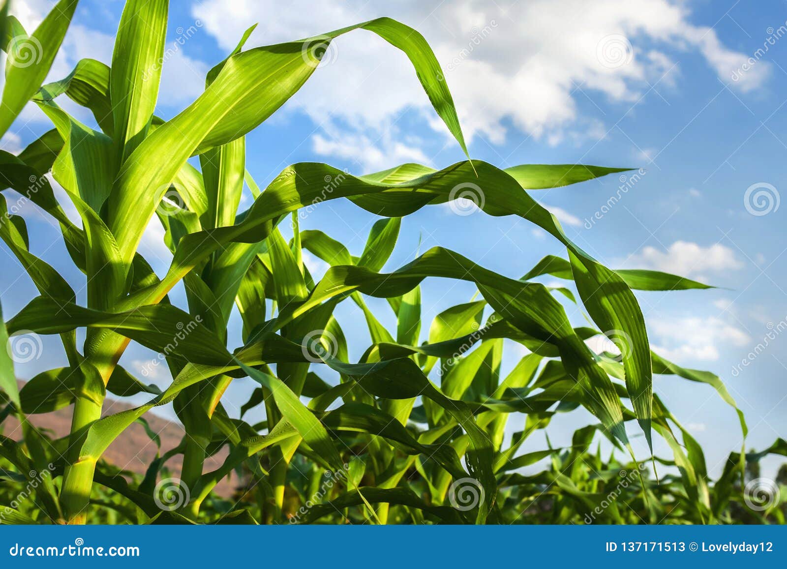 Corn field and blue sky stock image. Image of summer - 137171513