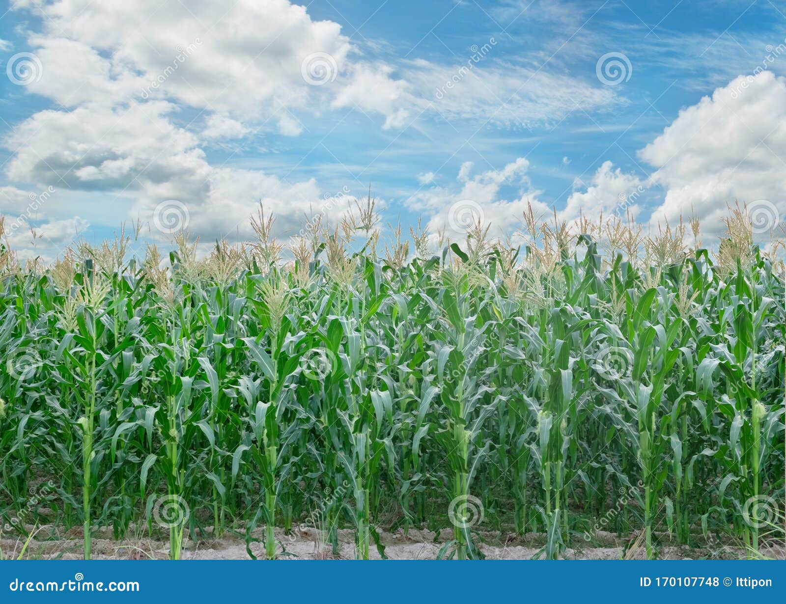 Corn field and blue sky stock photo. Image of maize - 170107748
