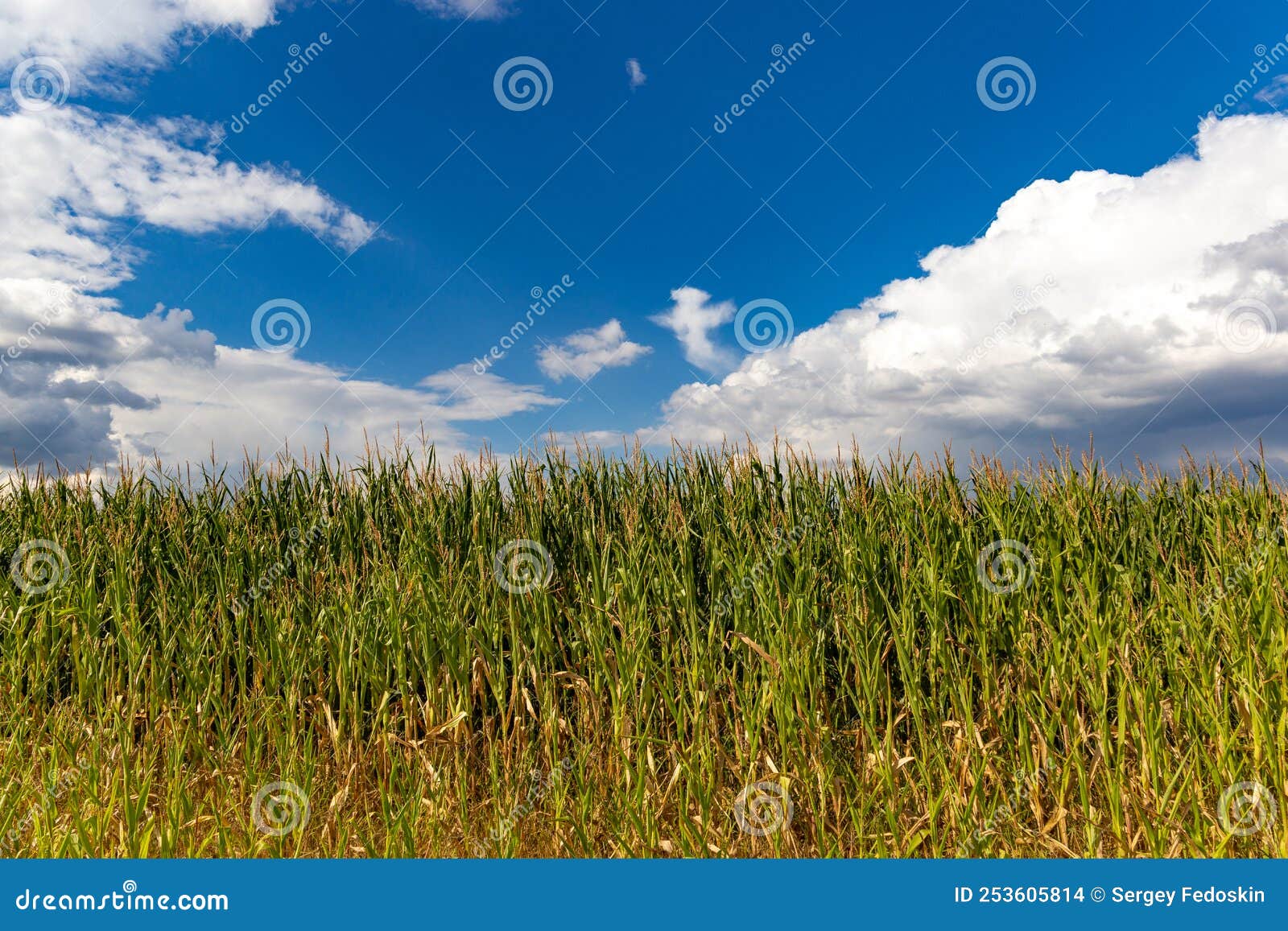 Corn Field on Blue Sky Background Stock Photo - Image of cloud, heavens ...
